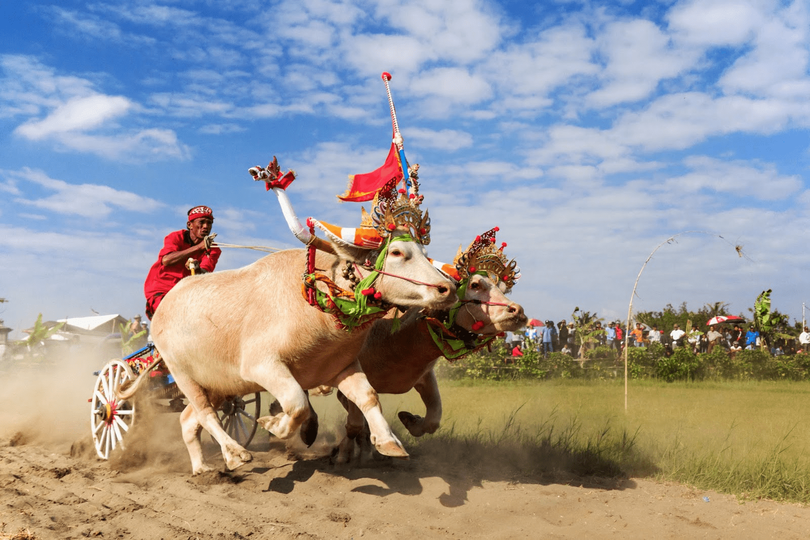 Bumi Makepung(Makepung Tradition) – Jembrana 水牛祭 OK – NeverneverLand in ...