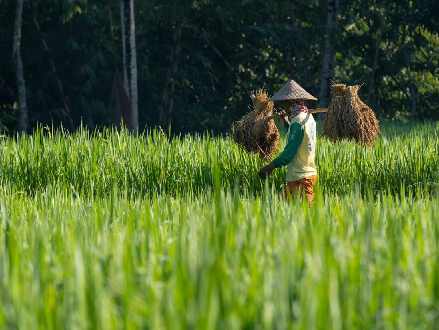 Begawan Biji Restaurant – Gianyar (11:30-22:00/Tue-Sun) 亞洲/印尼精緻菜 ...