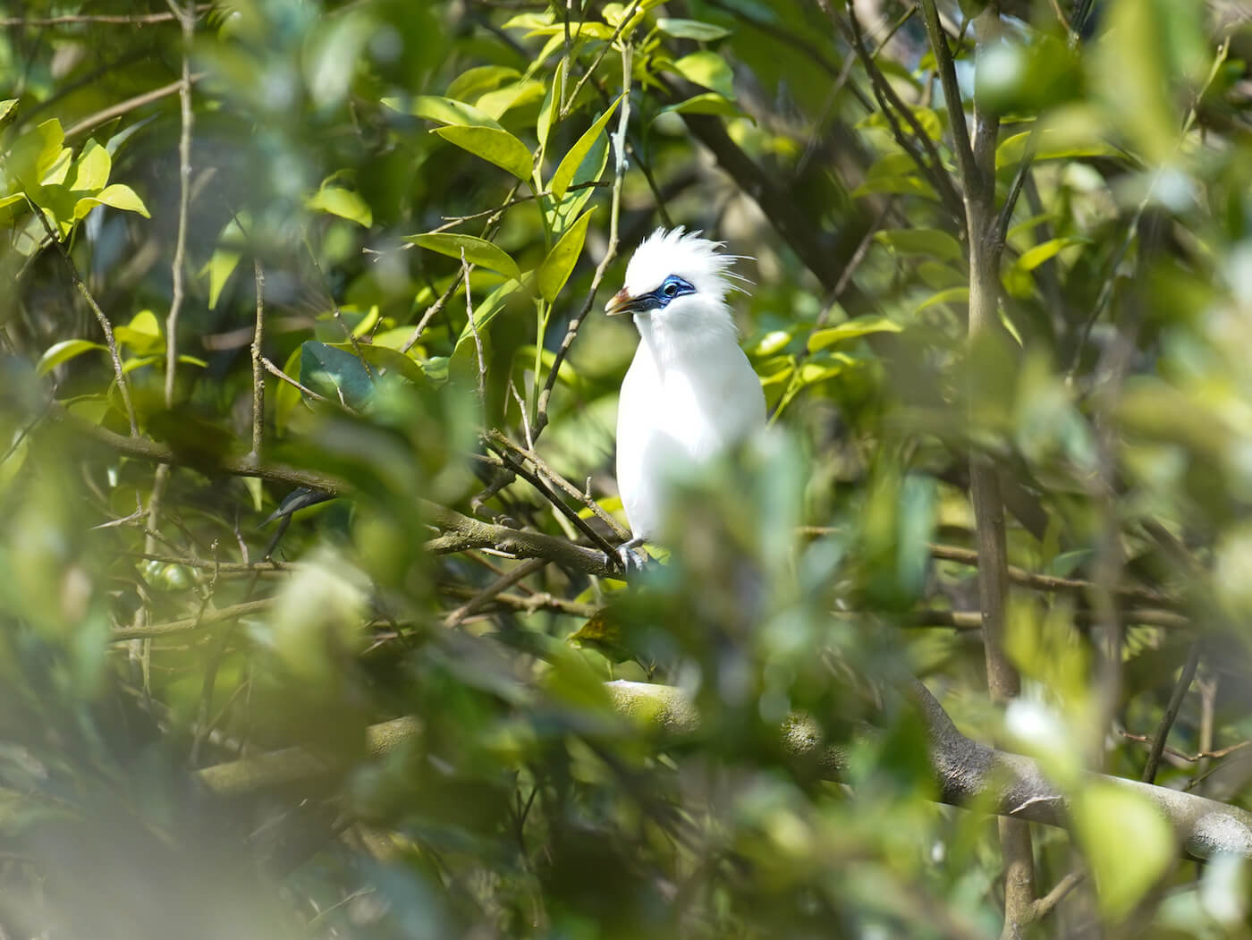 Begawan Biji Restaurant – Gianyar (11:30-22:00/Tue-Sun) 亞洲/印尼精緻菜 ...